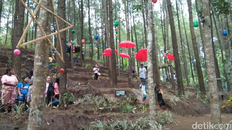 Hutan Pinus Winong di Lereng Semeru Mulai Ramai Pengunjung